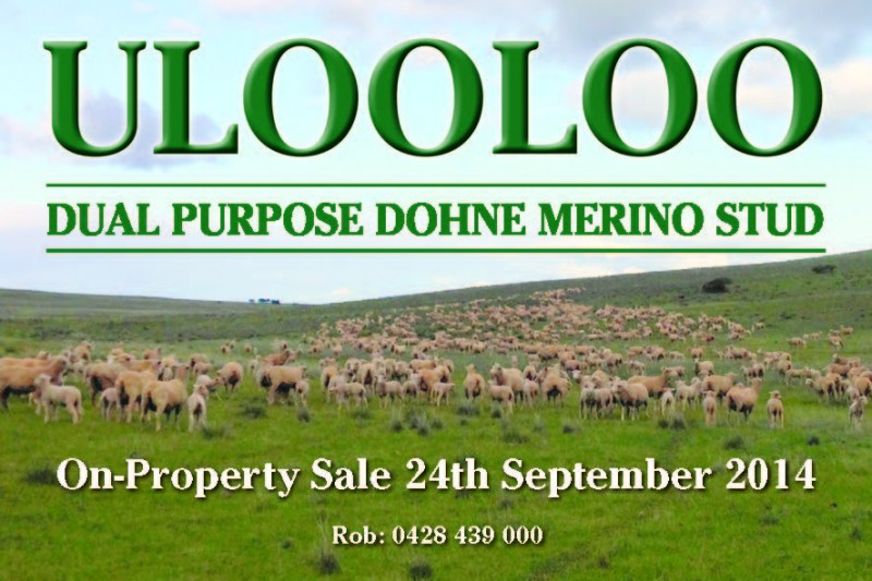 Ulooloo On Property Ram Sale, Hallett SA | Australian Dohne Breeders ...
