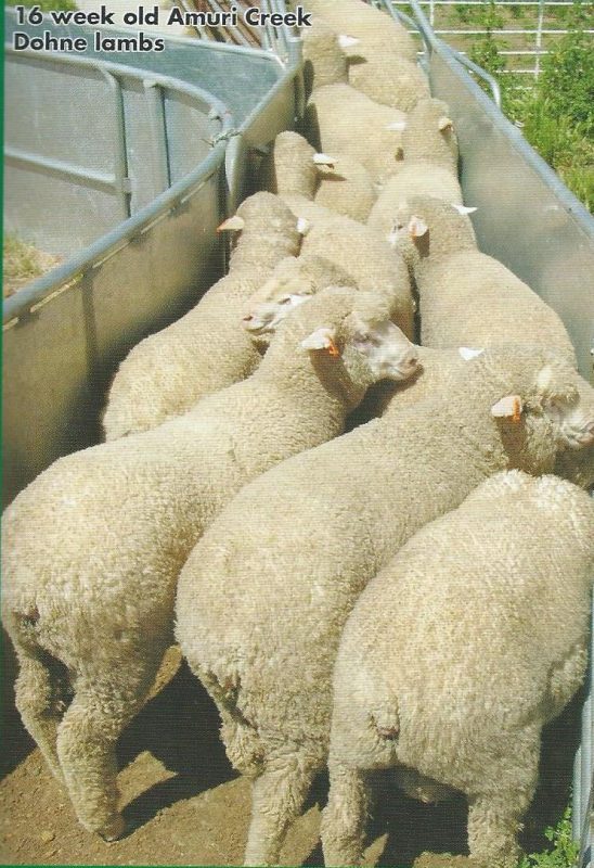 Amuri Creek photo of sheep | Australian Dohne Breeders Association