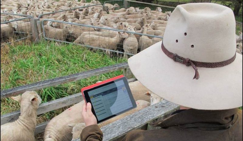 COMMERCIAL FLOCK GENETIC PROFILING AND TOOLS FOR RAM SELECTION ...