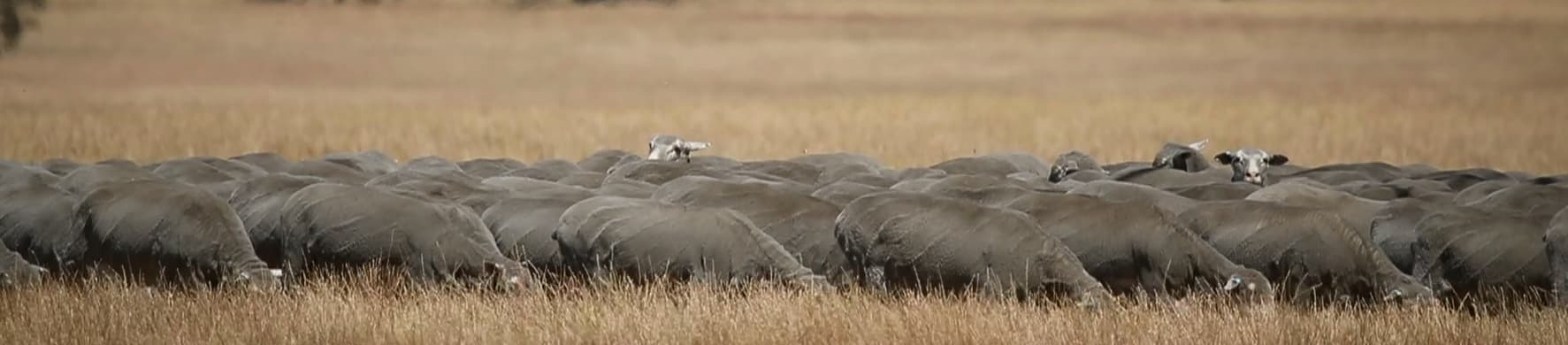 Fertility Is Significant | Australian Dohne Breeders Association