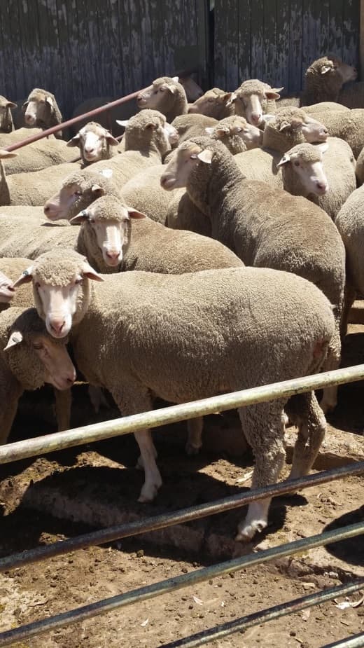 Nick Schoenberg’s Dohne sheep. | Australian Dohne Breeders Association