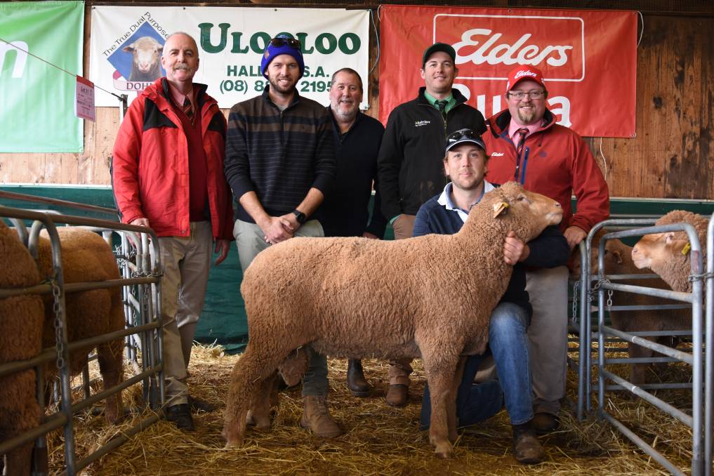 Ulooloo-sale-2022 | Australian Dohne Breeders Association