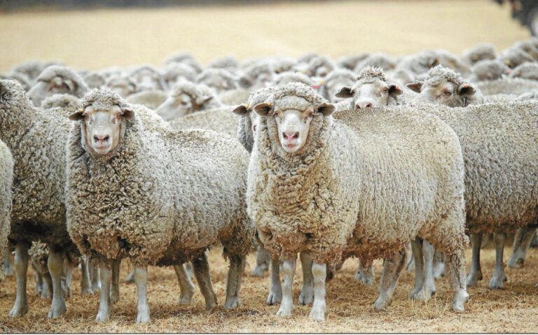 History of the Dohne breed | Australian Dohne Breeders Association